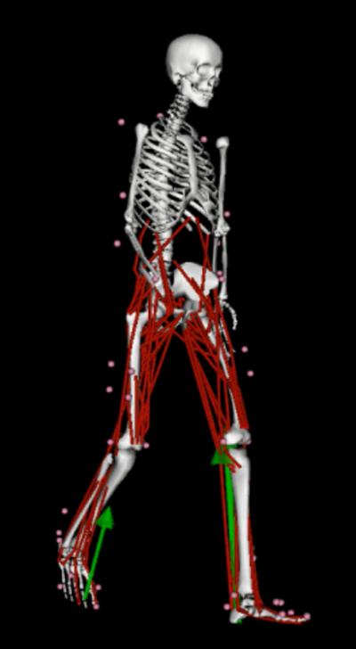 "Musculoskeletal modelling" Up to Date - July - La Trobe Sport and ...